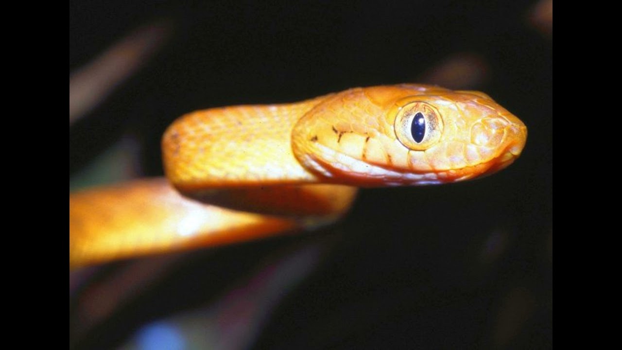 Ep. 79 - The Brown Tree Snake on Guam: Using Genetics to Unlock the Secrets of an Invasive Species
