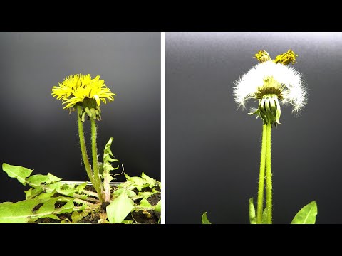 Dandelion Flower To Seedhead Timelapse - 1 Week