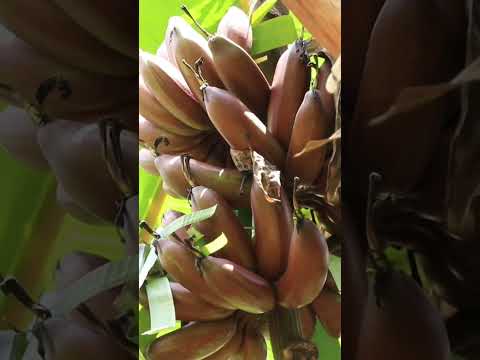 banana tree beautiful grow fruit#shorts#banana