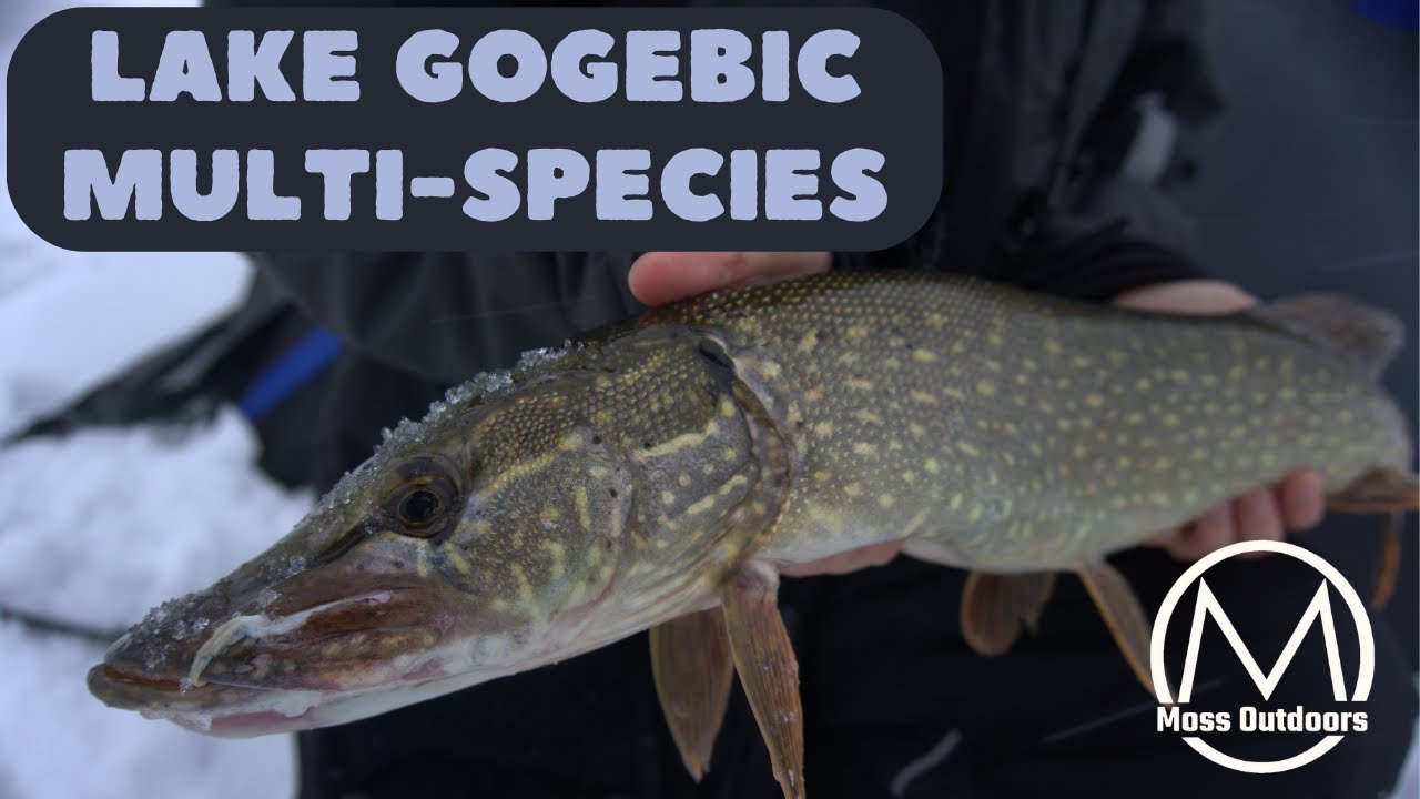 LAKE GOGEBIC PERCH, PIKE, & MORE! (Ice Fishing Lake Gogebic)