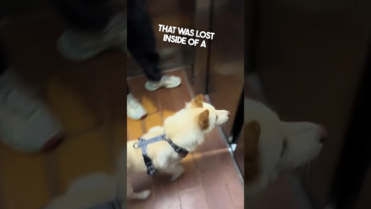 Helping a lost dog find his home ❤️