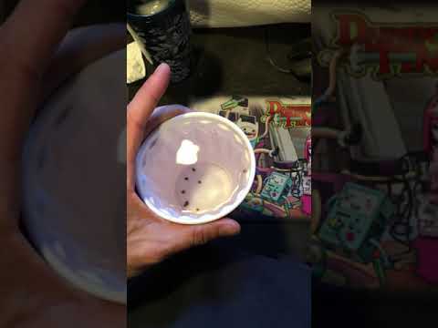 Popping marijuana seeds day 1