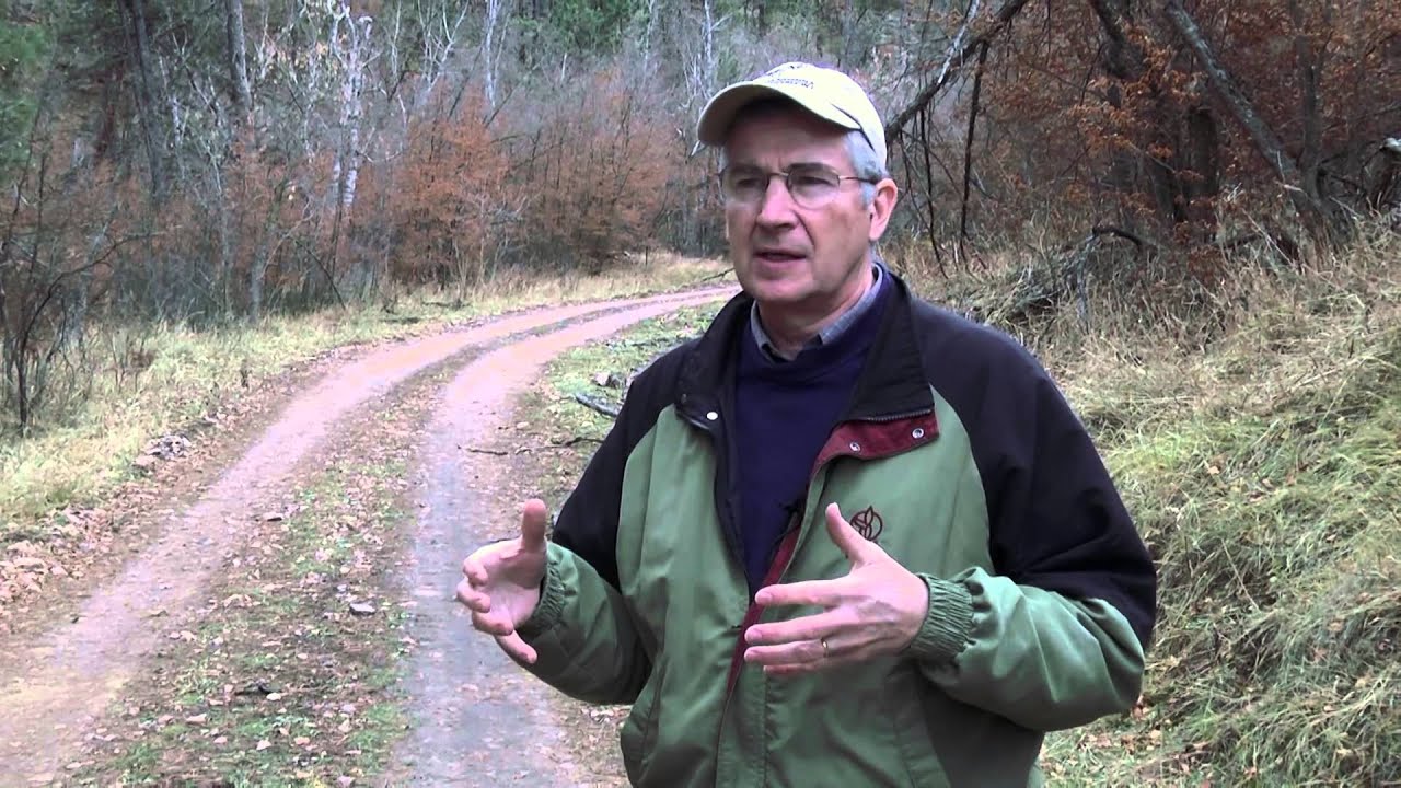 Today's Forest: Compaction