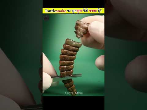 Rattlesnake рдХрд╛ рдЭреБрдирдЭреБрдирд╛ рдХреИрд╕реЗ рдмрдЬрддрд╛ рд╣реИ?