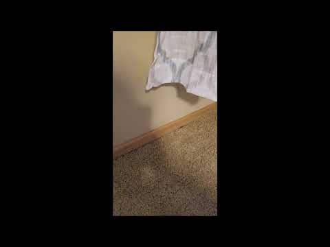 Home Inspector In Omaha Shows Evidence of Foundation Leak | (402) 257-0725 | CALL US!