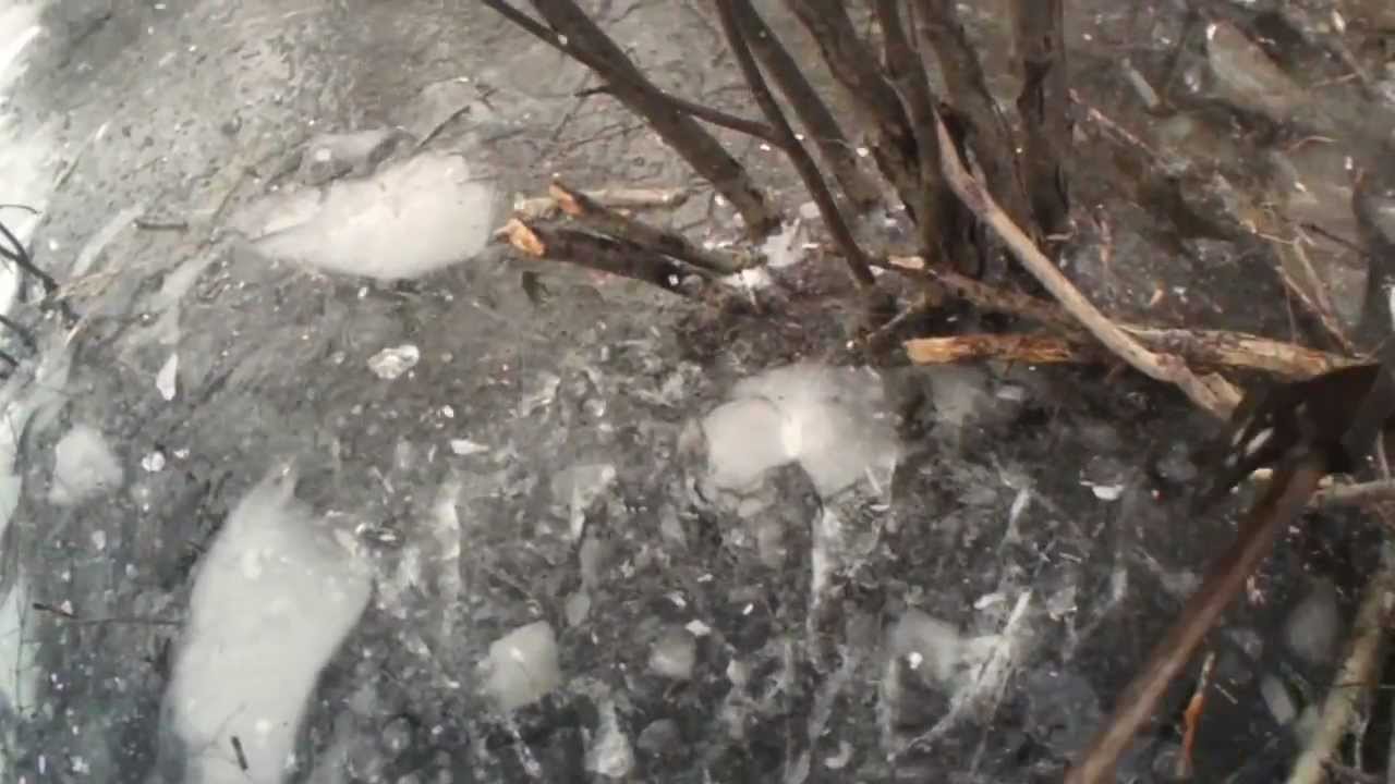 Beaver trapping using the Comstock Cage under ice,