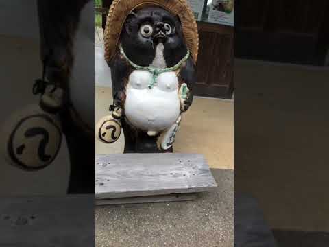 Japanese Raccoon dog#shorts