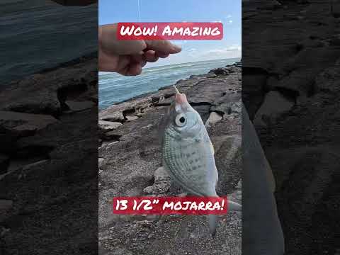 Big mojarra! Have you ever caught one this big? Whats you’re biggest? Took it home and ate it 😁