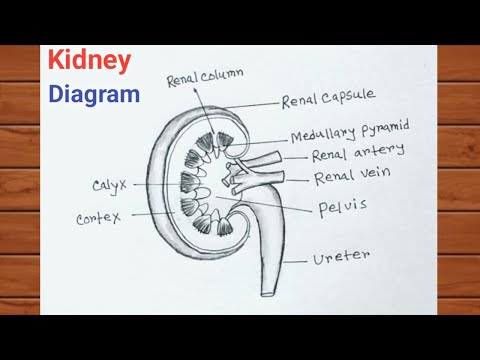 How to Draw Kidney Diagram / Kidney Diagram Easy Way With Parts Step by Step