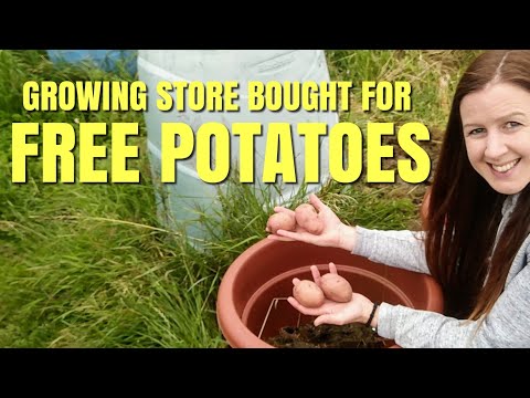 How To Grow Potatoes From Store Bought Potatoes | Plant Desiree Maincrop Potato From The Supermarket
