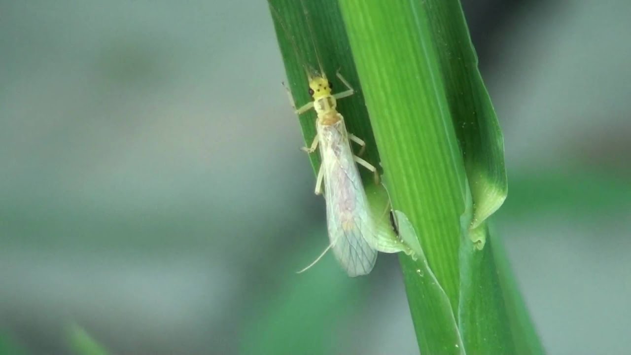 Perlodid Stonefly (Perlodidae: Isoperla) on Grassblade