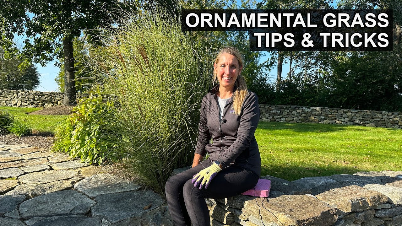 Ornamental Grass Care | Maintenance and Dividing Tips