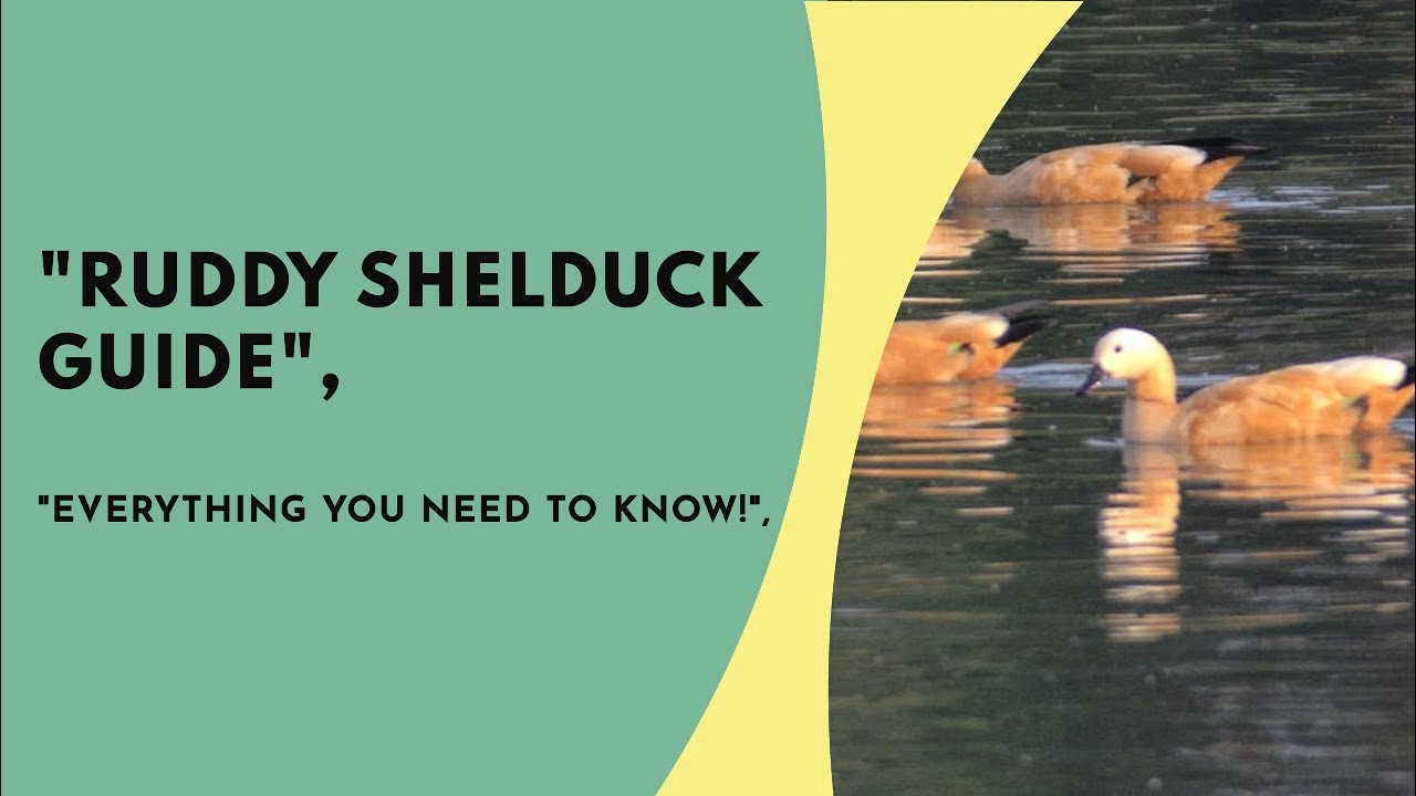 Everything About Ruddy Shelducks: A Bird Watcher's Guide.