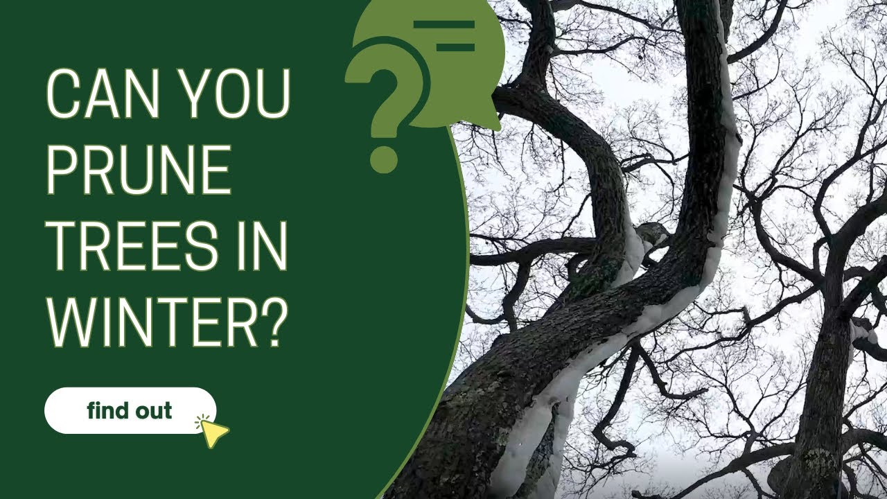 Can you prune trees in winter?