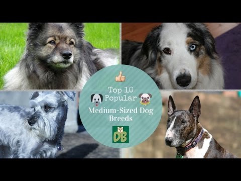 Top 10 Popular Medium-Sized Dog Breeds