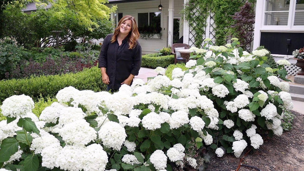 4 Year Update on Our 'Incrediball' Hydrangea Hedge! 🌿