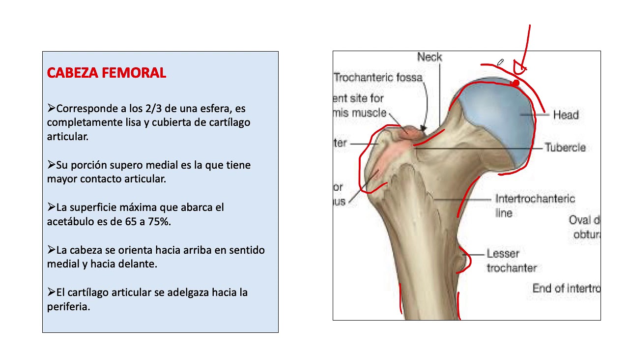 Biomecánica y función de la cadera
