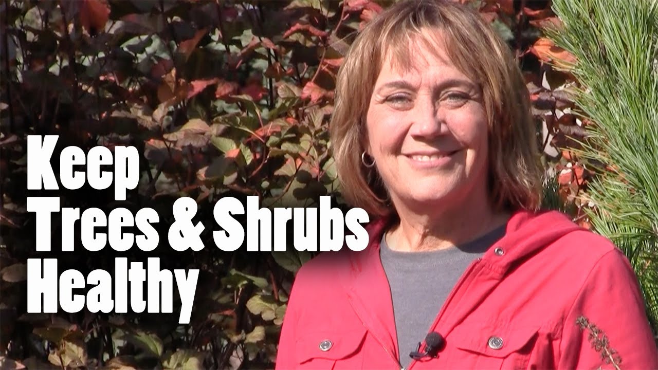 Four Things You Can Do to Keep Trees & Shrubs Healthy
