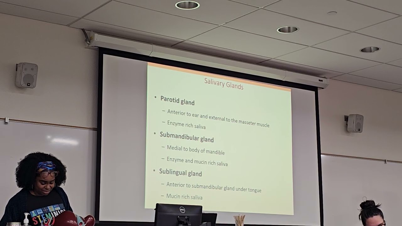 Lab 12/2 23a_Digestive System_Template.pdf part 2