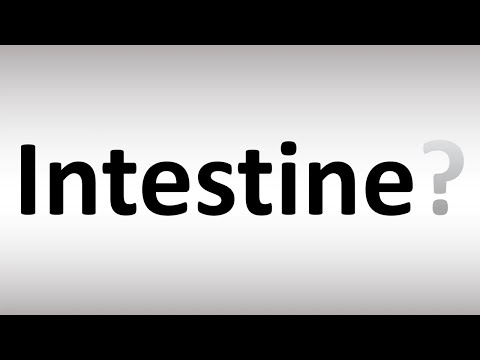 How to Pronounce Intestine