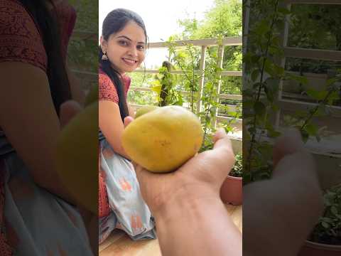 Mango Sheera 🥭 😋 | Mango Suji Halwa #shorts