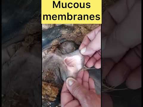 Hypophosphataemia l Mucous membranes l dr umar khan