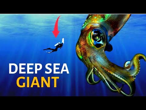The Insane Biology Of : The Vampire Squid