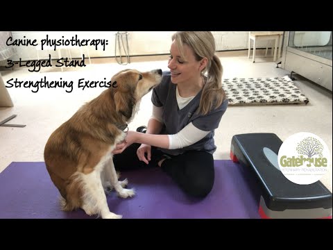 Canine Physiotherapy: How to do 3-Legged Stand Strengthening Exercises in the dog