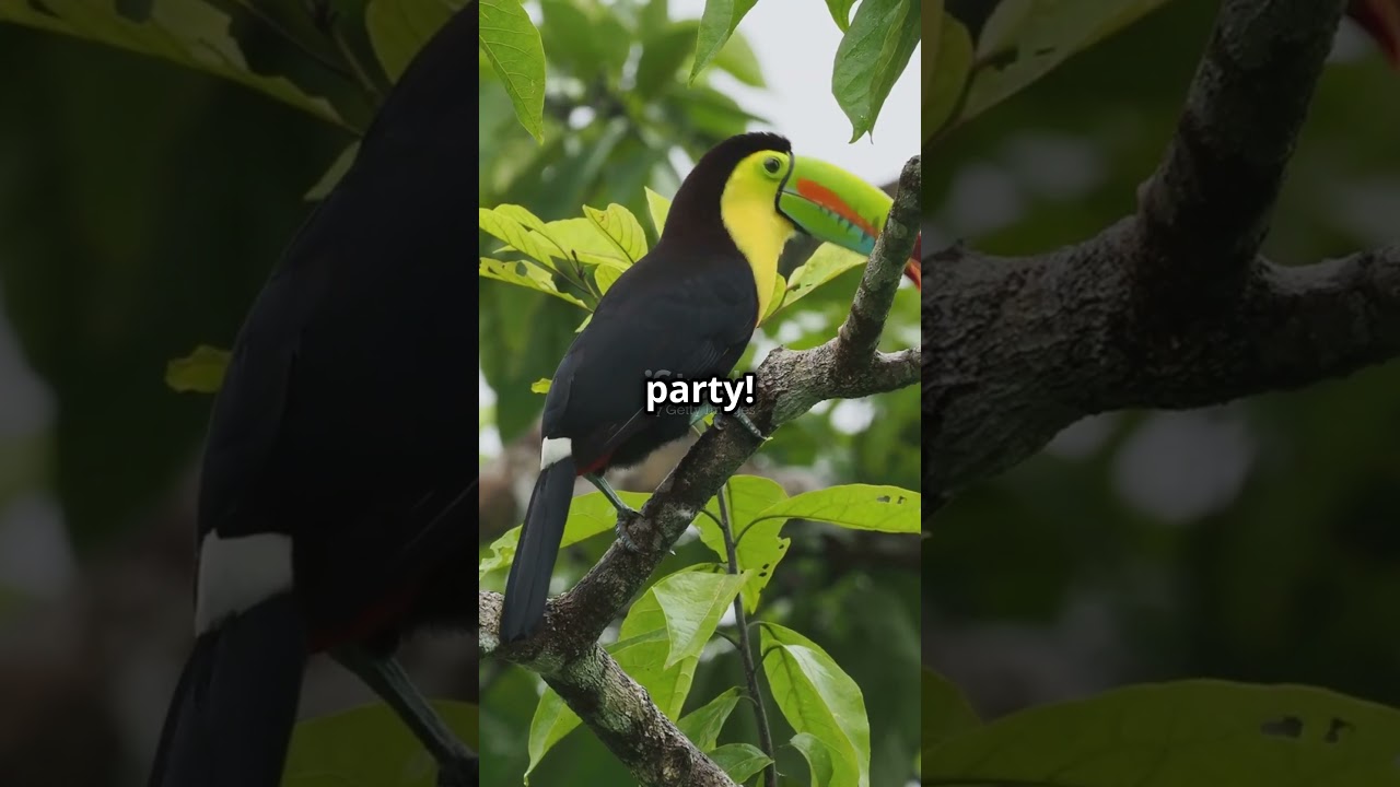Keel Billed Toucan #funfacts #didyouknow #wildlife #toucanbird #colourful
