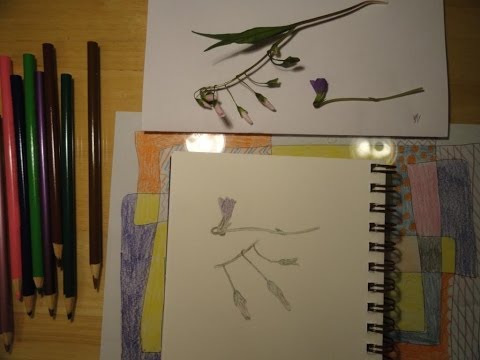 Spring beauty wildflower drawing lesson