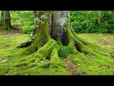 American Sign Language ASL Video Dictionary - stick in the mud