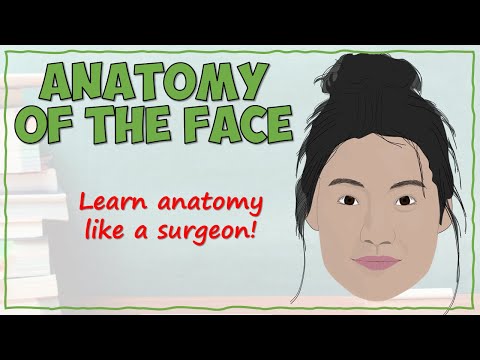 Anatomy of the Face