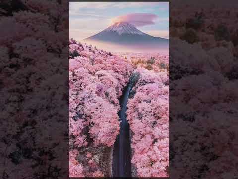 Cherry Blossoms (Sakura) in Japan 🌸🌸🌸#cherryblossom #sakura #japan #short