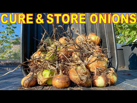 How To Harvest, Cure And Store ONIONS For Up To A Year