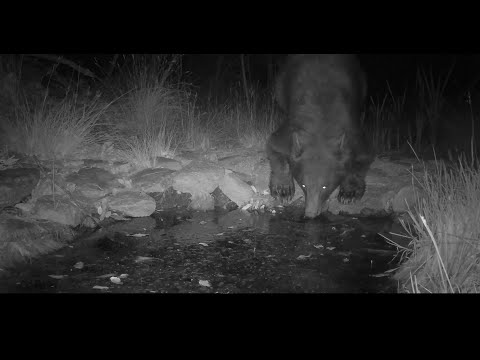 Big bear drinks at the wallow