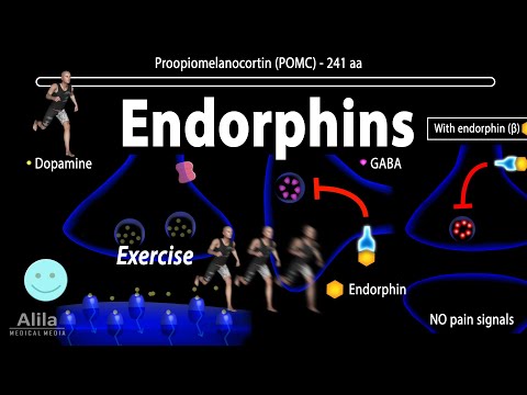 Endorfíny, mechanizmy pôsobenia, animácia