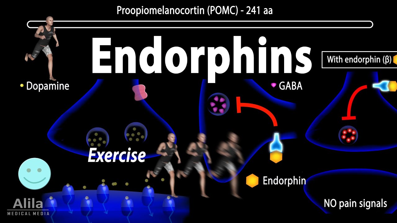 Endorphins, Mechanisms of Action, Animation