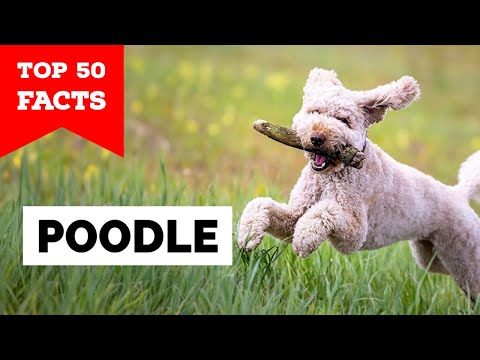 99% of Poodle Owners Don't Know This
