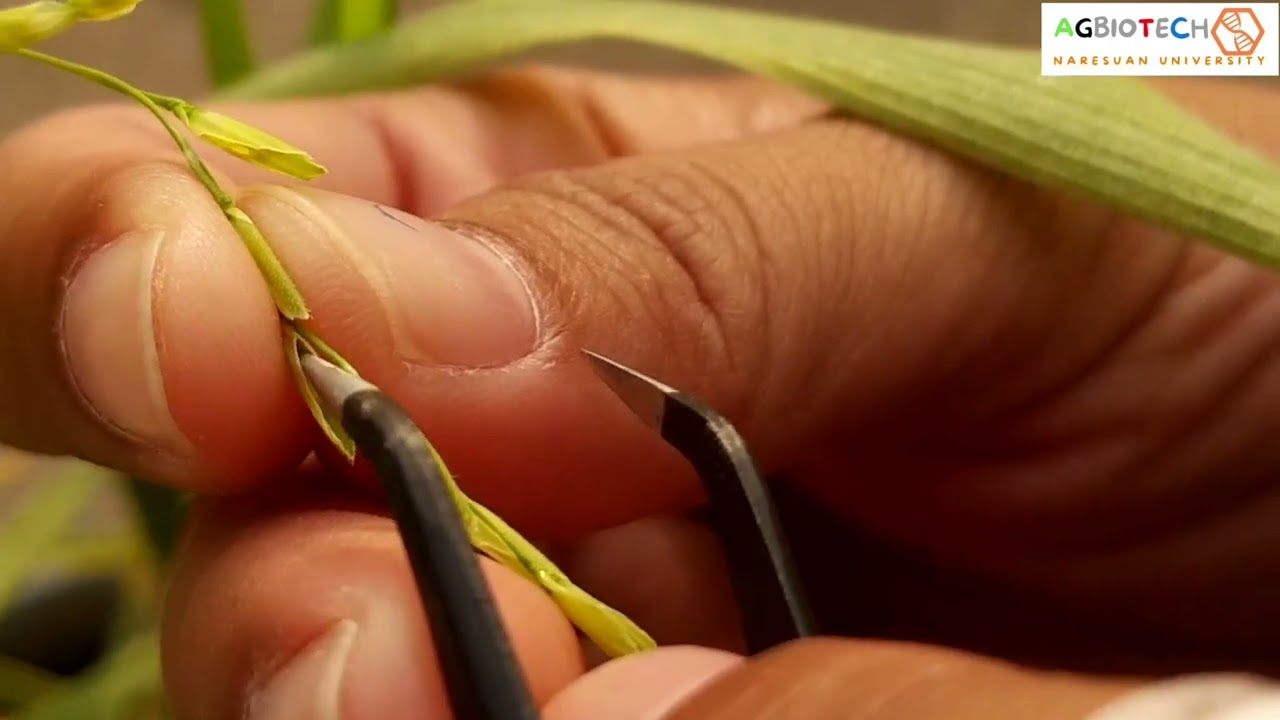 Rice cross breeding technique
