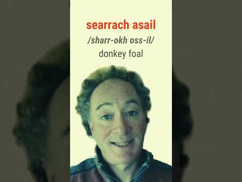 How to say Donkey Foal in Irish #bitesizeirish
