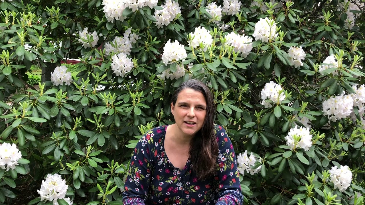 ACE Framework: Module-Based Schedule