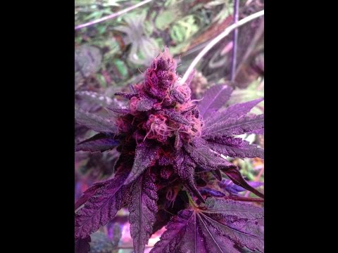 Poetry in Metal (MoonRock) with a Health Stone Product Review