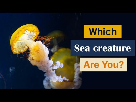 What sea creature are you?
