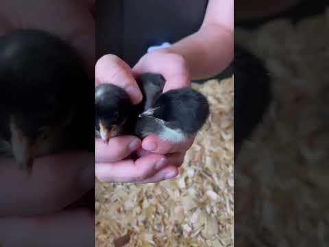 Chick Names