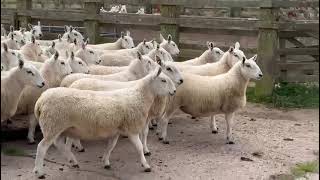 Sheep for Sale & Wanted | Border Livestock Exchange