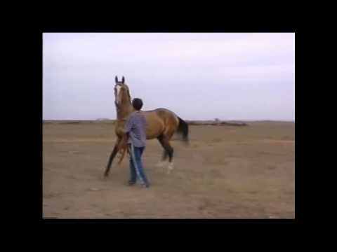Akhal-teke sire Dialog (1986-2003)