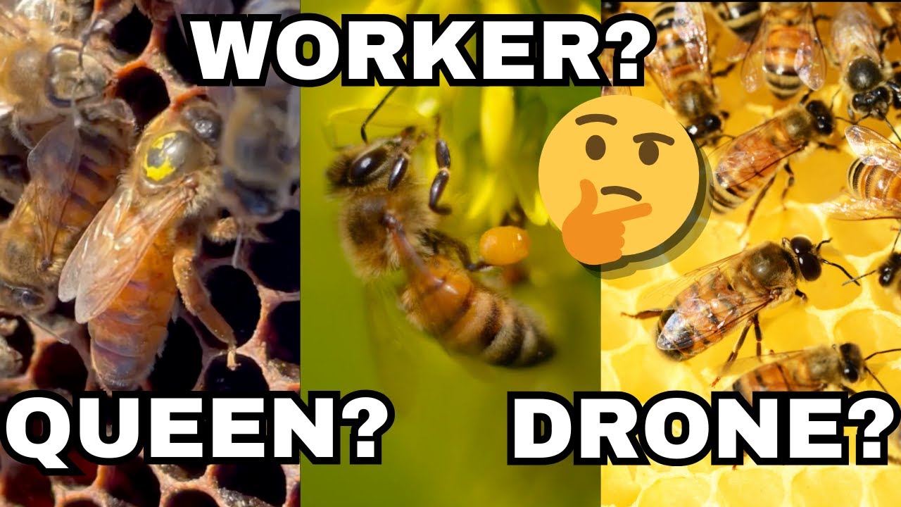 🤔 Drone Vs Worker Vs Queen Bee - Whats The Difference? 🤔