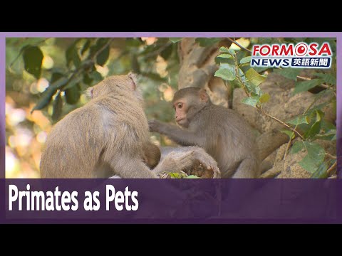 The problem with keeping primates as pets