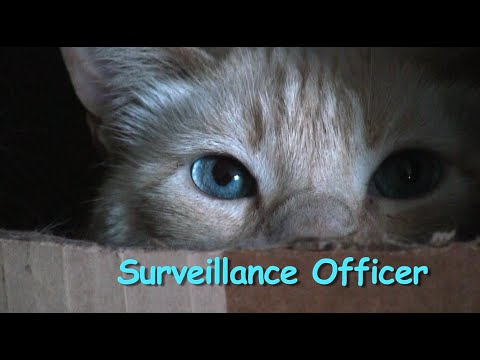 More Careers for Cats