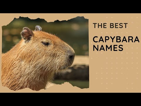 30 Best Capybara Names (Female, Male, Unisex, Cute, Funny)